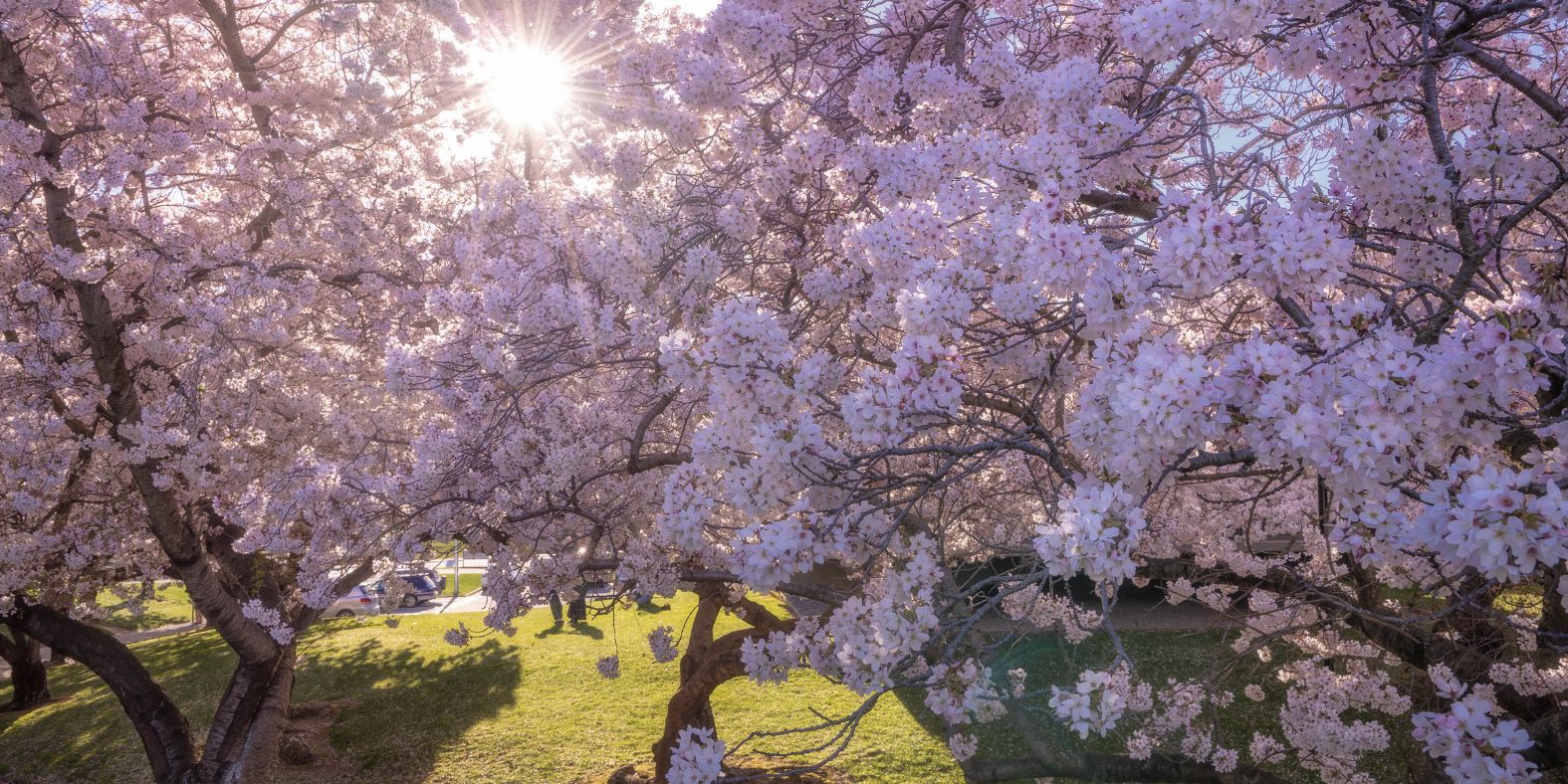 New Zealand Real Estate Insights